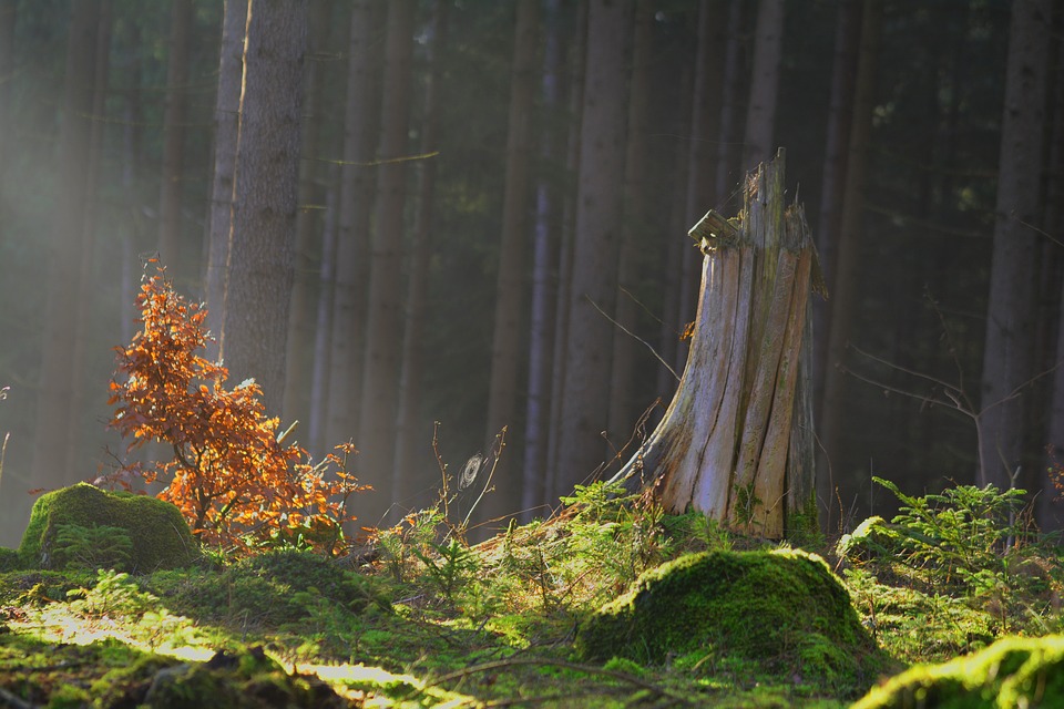 Tree Time – Yellow Point Ecological Society