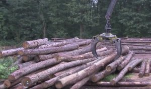 Lübeck: Another Way of Logging – Yellow Point Ecological Society