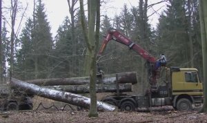 Lübeck: Another Way of Logging – Yellow Point Ecological Society