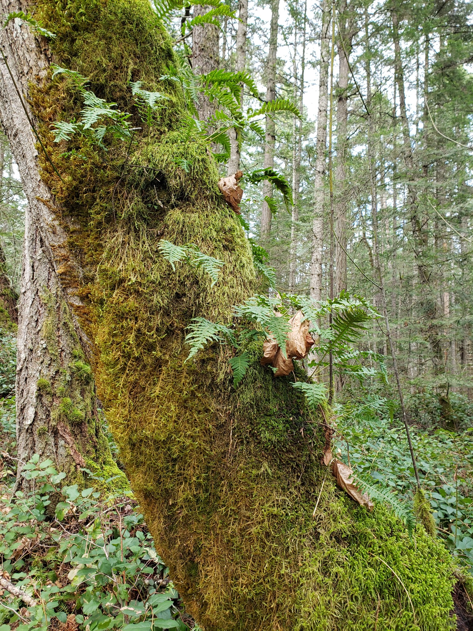 The Trees of Yellow Point – Yellow Point Ecological Society