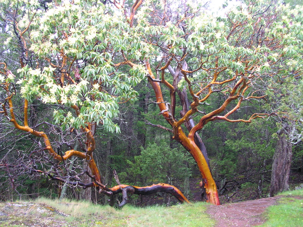 Nature in Yellow Point – Yellow Point Ecological Society
