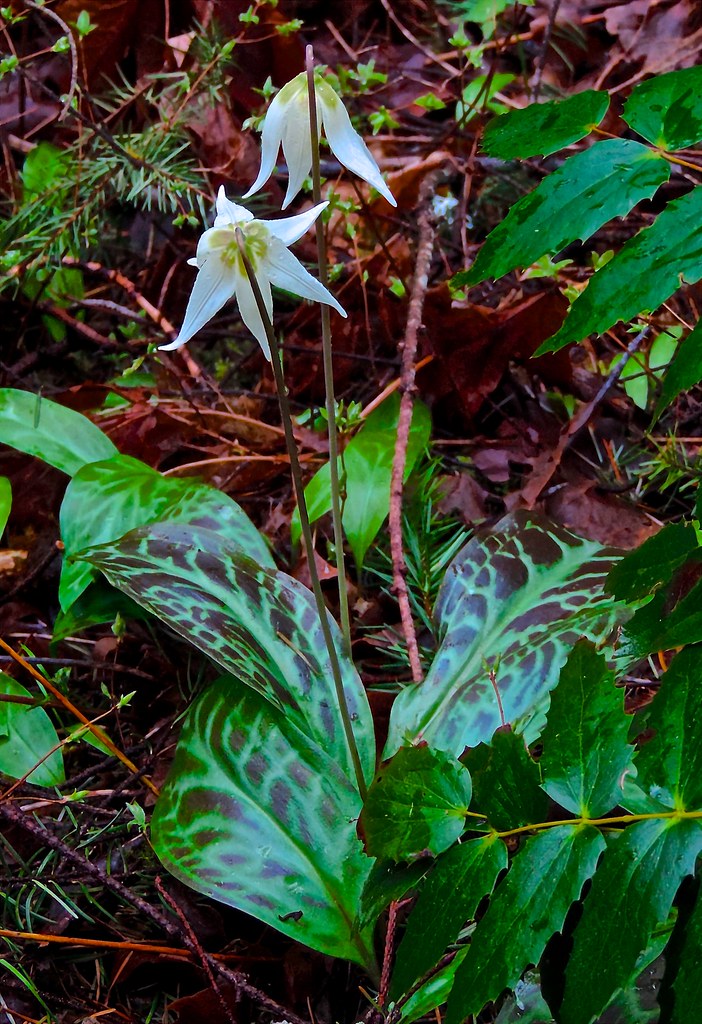 Wildflowers of Yellow Point – Yellow Point Ecological Society