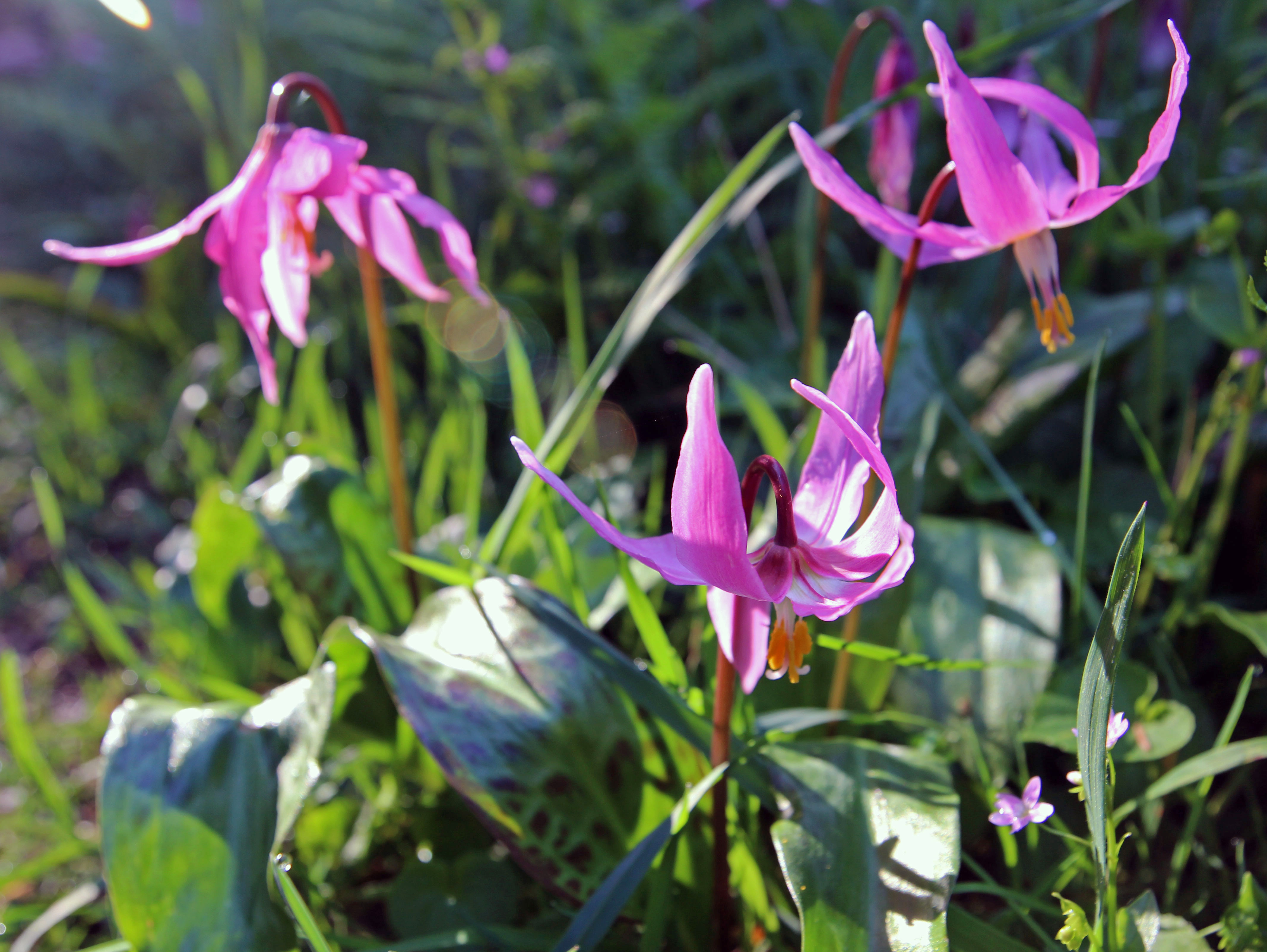 Wildflowers of Yellow Point – Yellow Point Ecological Society