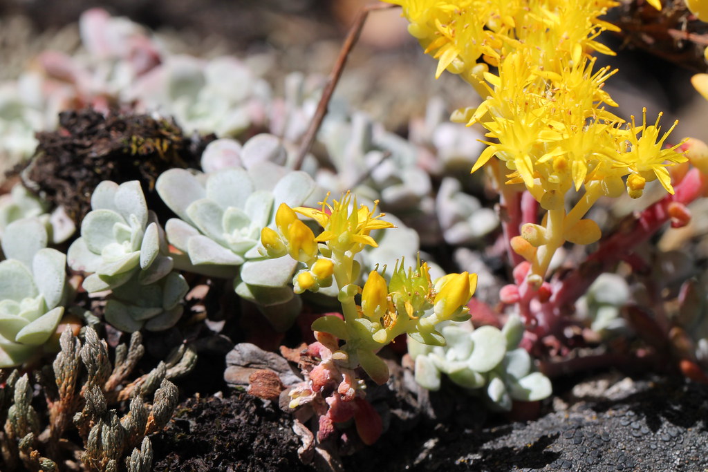 Wildflowers of Yellow Point – Yellow Point Ecological Society