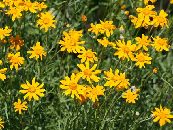 Wildflowers of Yellow Point – Yellow Point Ecological Society