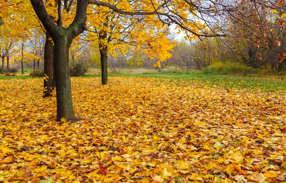The Ups and Downs of Falling Leaves – Yellow Point Ecological Society