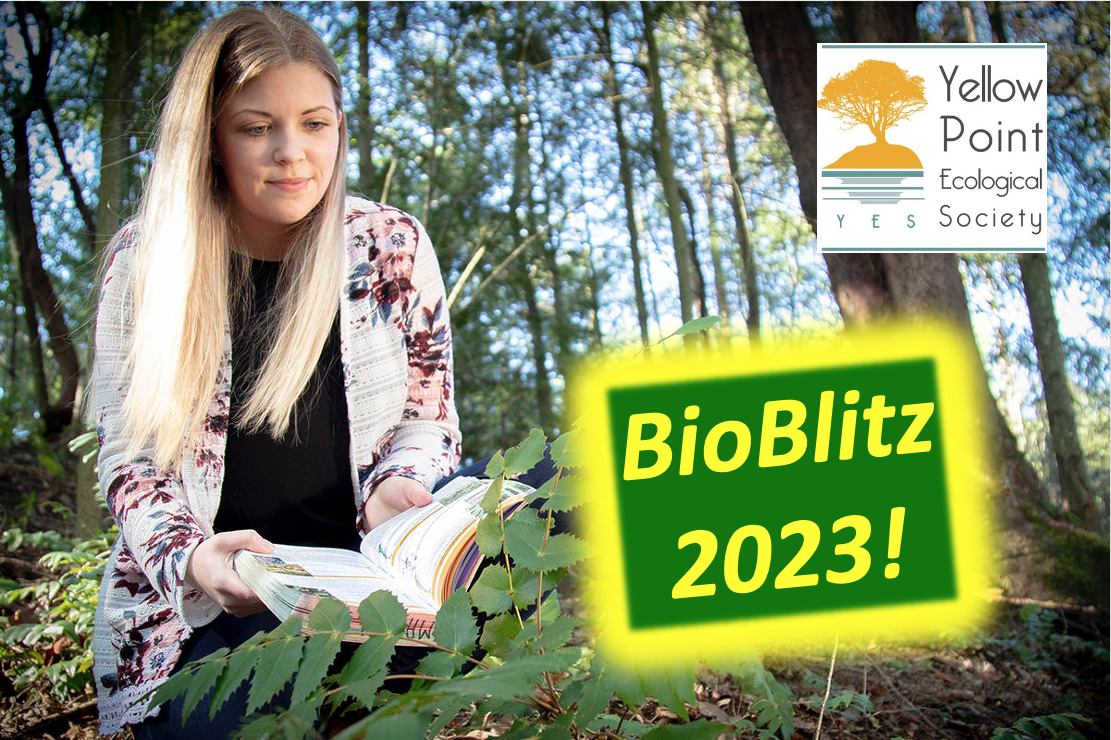 The YES BioBlitz 2023 – Yellow Point Ecological Society